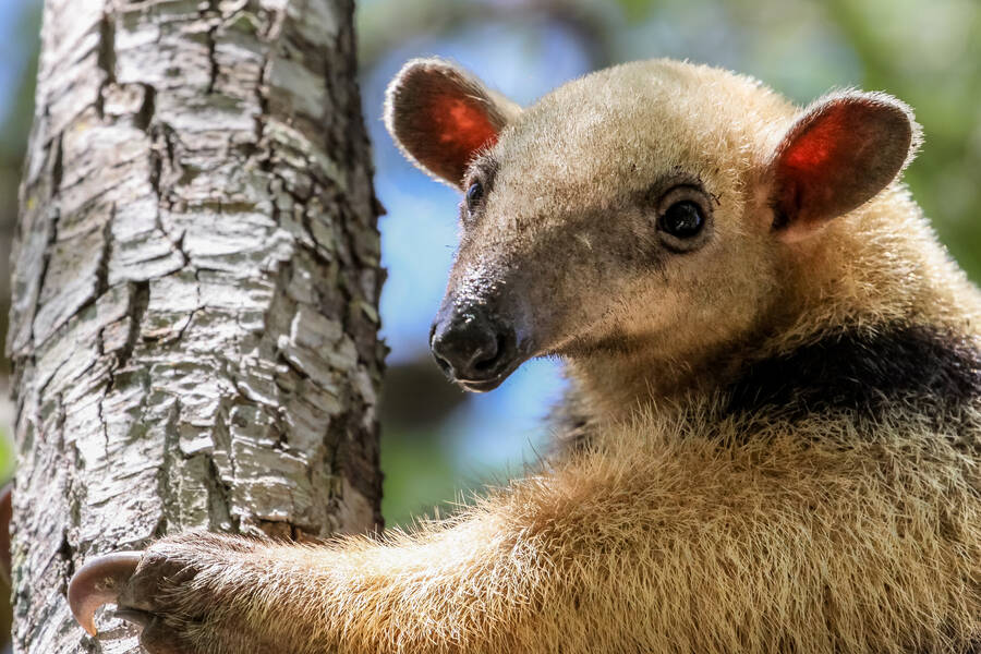 Roka Stereo en Vivo - Bogotá, Colombia | Online Radio Box