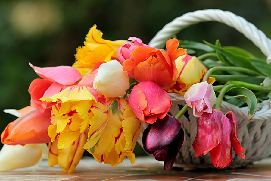 SRF 2 Radio Kultur live hören - Zürich, Schweiz | Online Radio Box