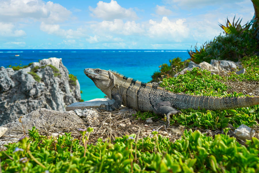 101.5 Bob Rocks Listen Live - Waynesboro, United States | Online Radio Box