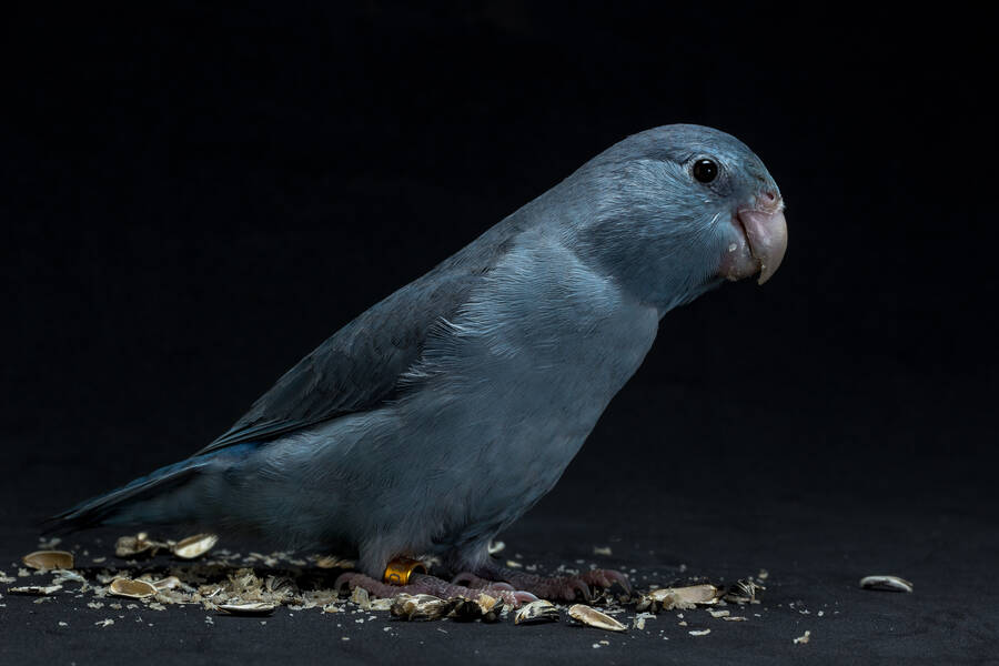 WNIS Listen Live - 790 kHz AM, Norfolk, United States | Online Radio Box