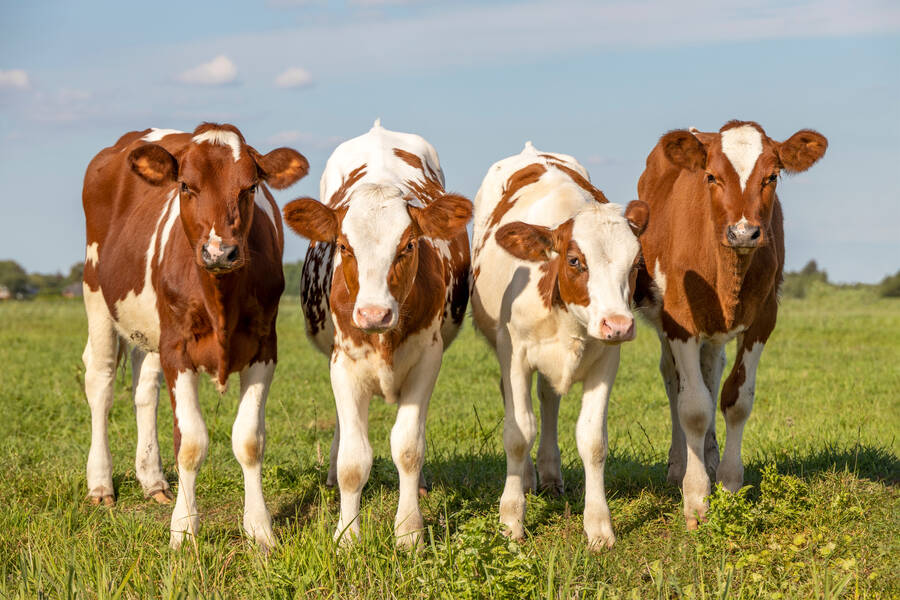 105 WQSB Listen Live - 105.1 MHz FM, Albertville, United States ...