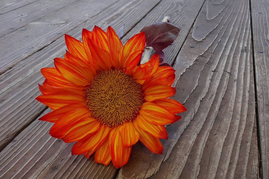 Infinity Sports Network 107.1 FM 740 AM WVLN Listen Live - Olney ...