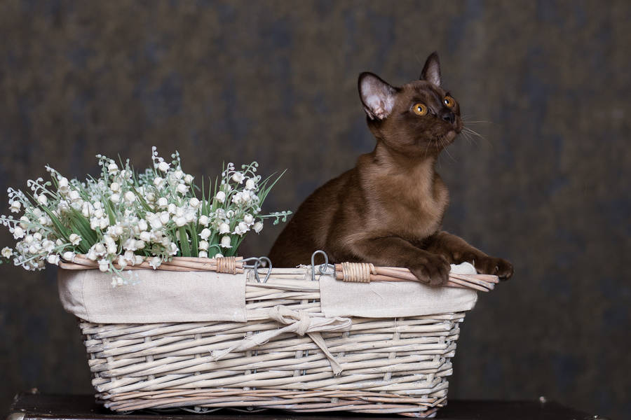 DYTR live streaming - 1116 kHz AM, New Bohol, Philippines | Online ...