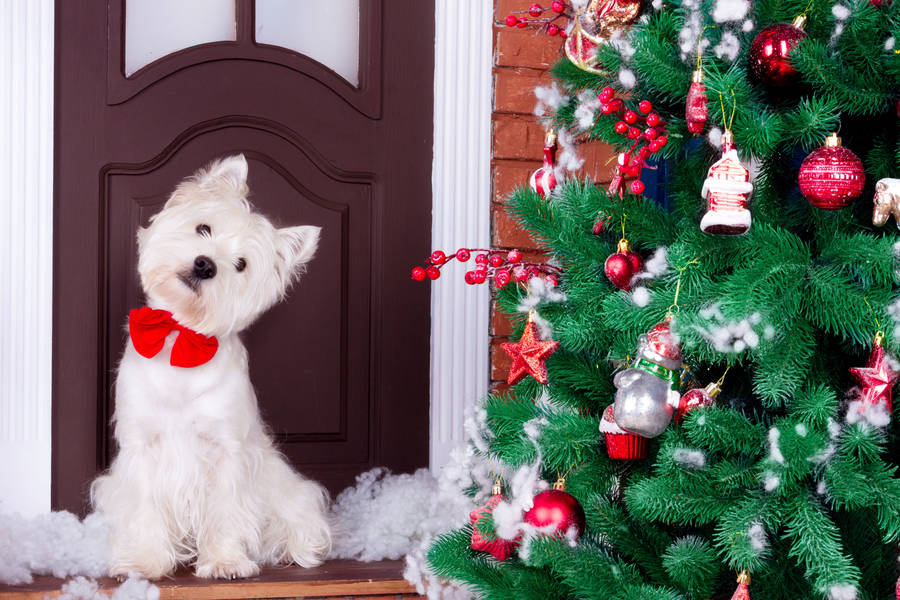 VPR Live Listen Live - Vermont Ventures, United States | Online Radio Box