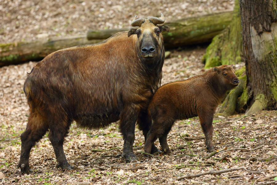 WLIK Listen Live - 1270 kHz AM, Newport, United States | Online Radio Box