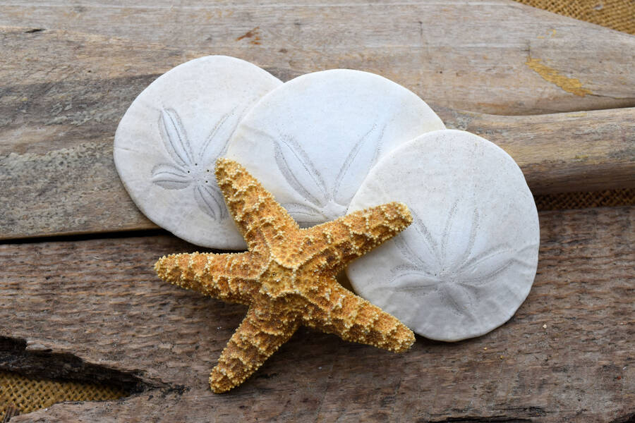 Jack FM Listen Live - CFLT, 92.9 MHz FM, Halifax, Canada | Online Radio Box