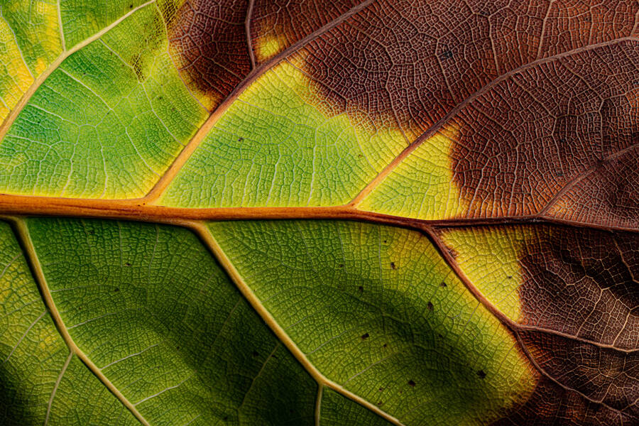 KBIG Listen Live - 97.9-106.1 MHz FM, Hilo, United States | Online ...