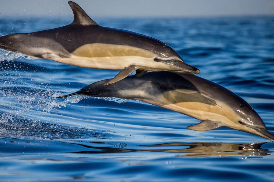 WNWI 1080 AM Listen Live - Oak Lawn, United States | Online Radio Box