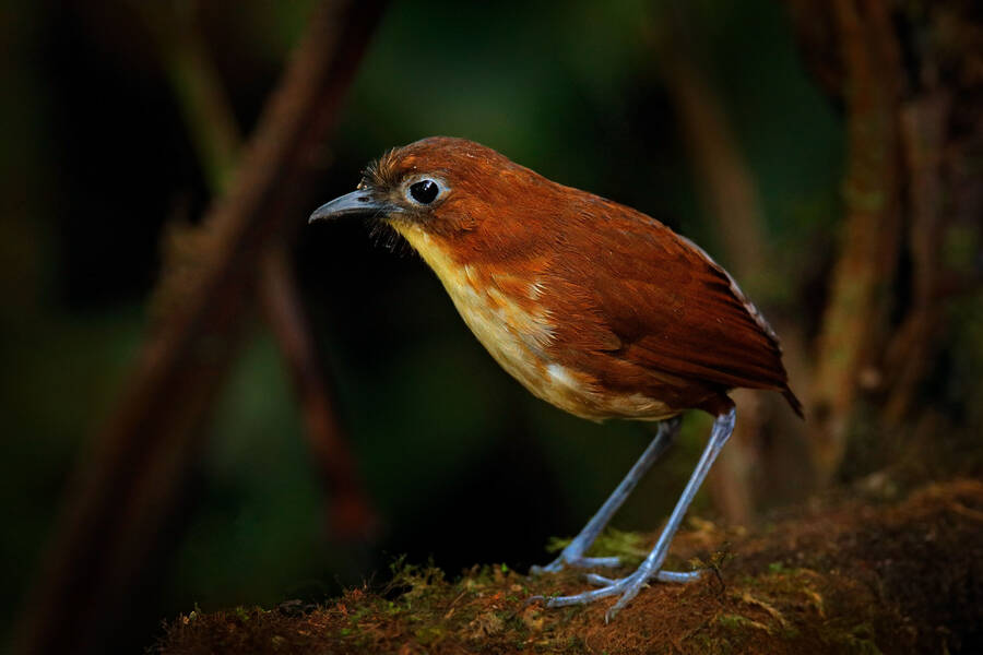 Radio10 Listen Live - 87.6 MHz FM, Kigali, Rwanda | Online Radio Box