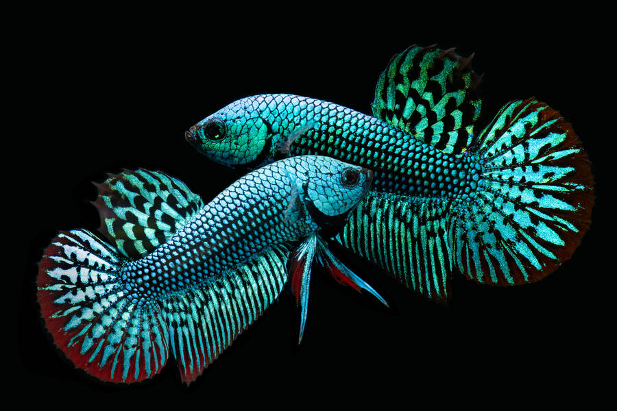 Roka Stereo en Vivo - Bogotá, Colombia | Online Radio Box