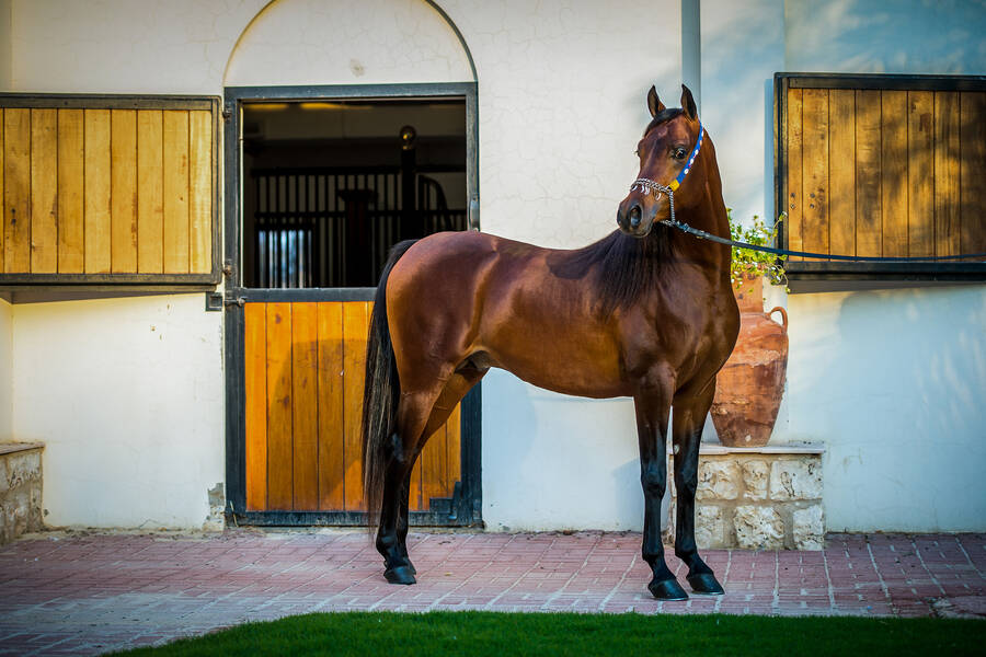 Roka Stereo en Vivo - Bogotá, Colombia | Online Radio Box
