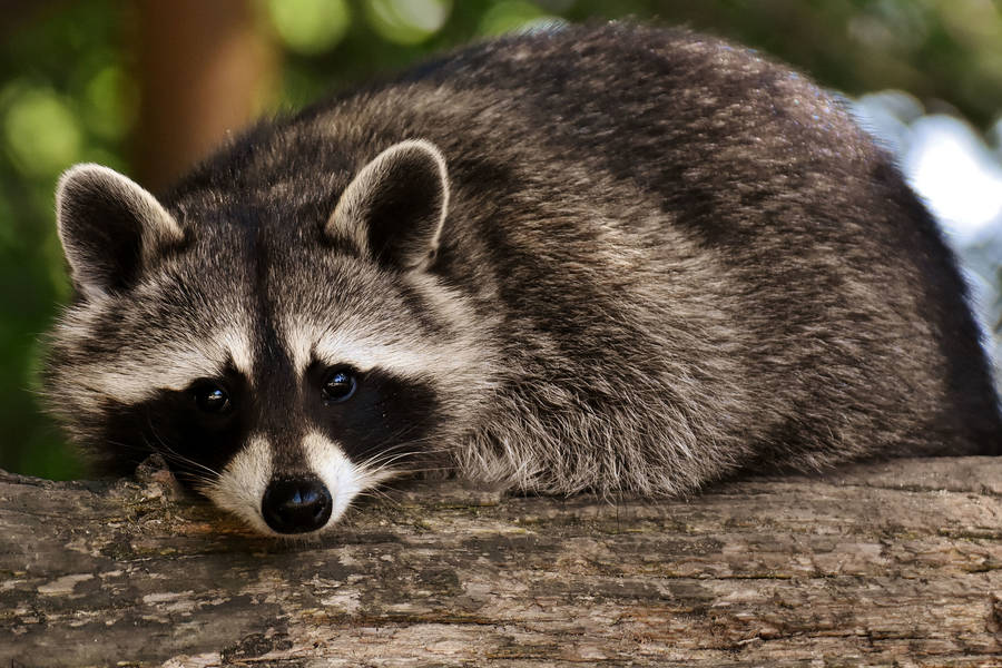 WSTX-FM Listen Live - 100.3 MHz FM, Christiansted, U.S. Virgin Islands ...