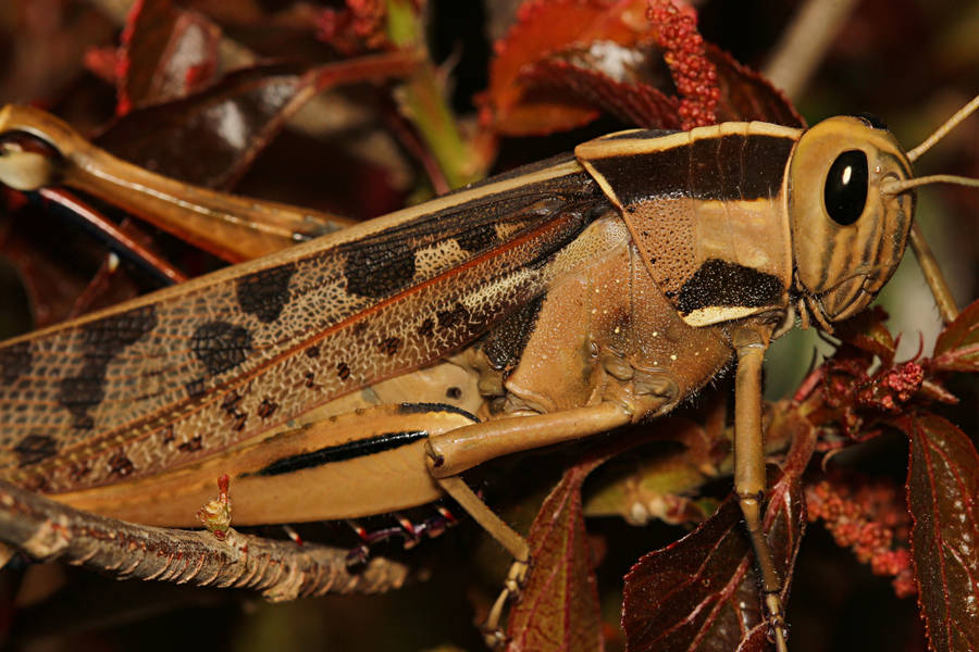 KCII Radio Listen Live - 106.1 MHz FM, Washington, United States ...