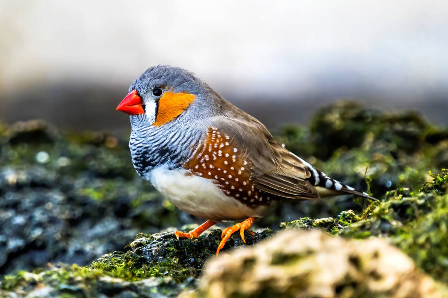 1000 KTOK Listen Live - Oklahoma City, United States | Online Radio Box