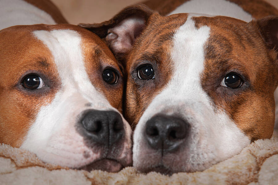 TAB Trackside Radio Listen Live - Taupo, New Zealand | Online Radio Box