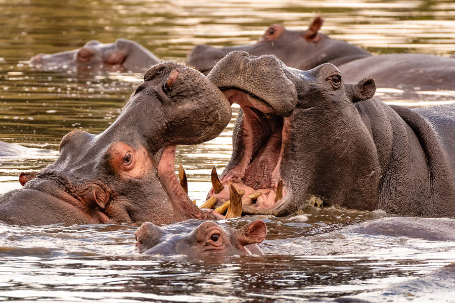 WBUR Listen Live - 90.9 MHz FM, Boston, United States | Online Radio Box