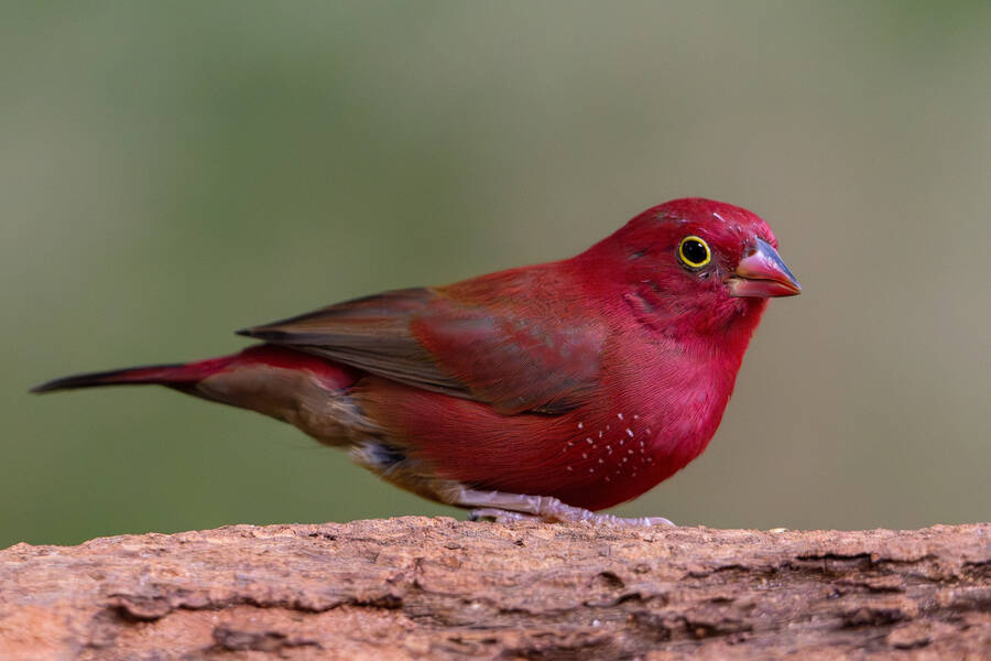 Mad Man Maddy Radio Listen Live - Brooklyn, United States | Online ...