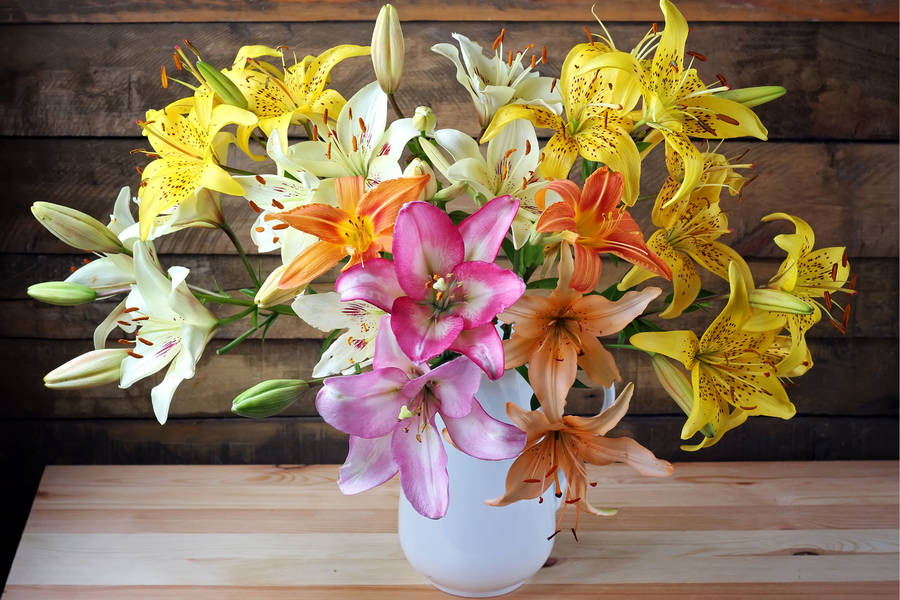 Jibaro Radio Listen Live - Palm Bay, United States | Online Radio Box