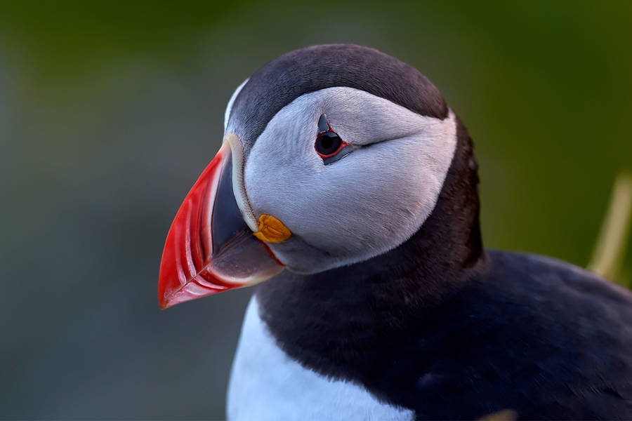 KZEW 98 FM: The Zoo Listen Live - 97.9 MHz FM, Dallas, United States ...