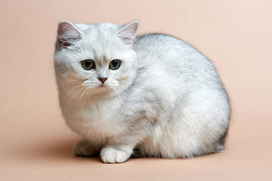 Talk 980 Listen Live - Kansas City, United States | Online Radio Box