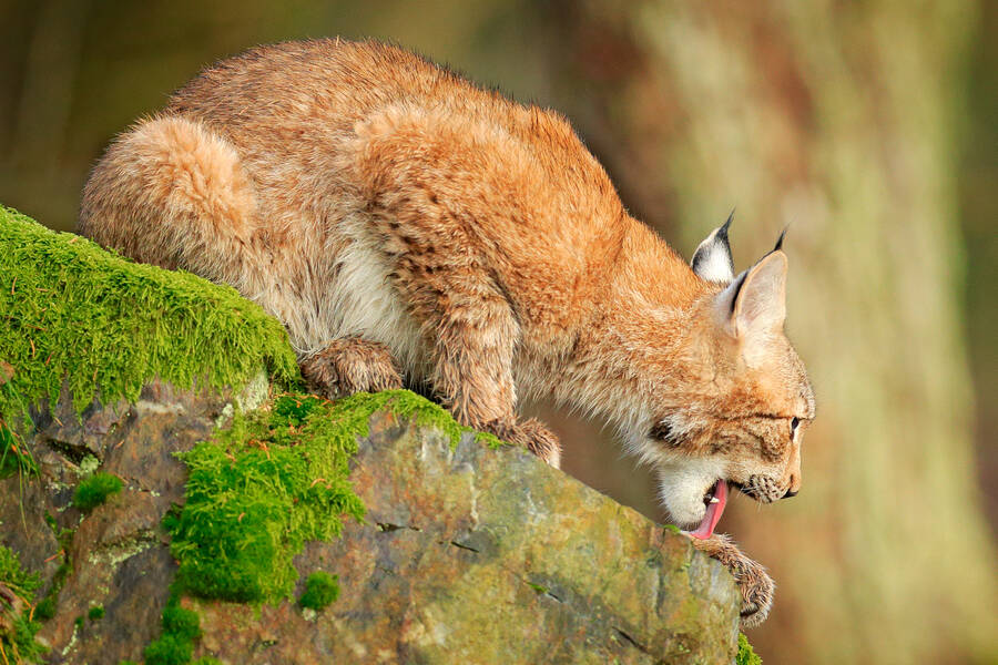 KKLD The Cloud Listen Live - 95.9 MHz FM, Cottonwood, United States ...