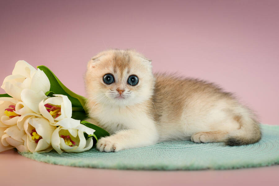 95.3 KDDD Listen Live - 95.3 MHz FM, Dumas, United States | Online ...