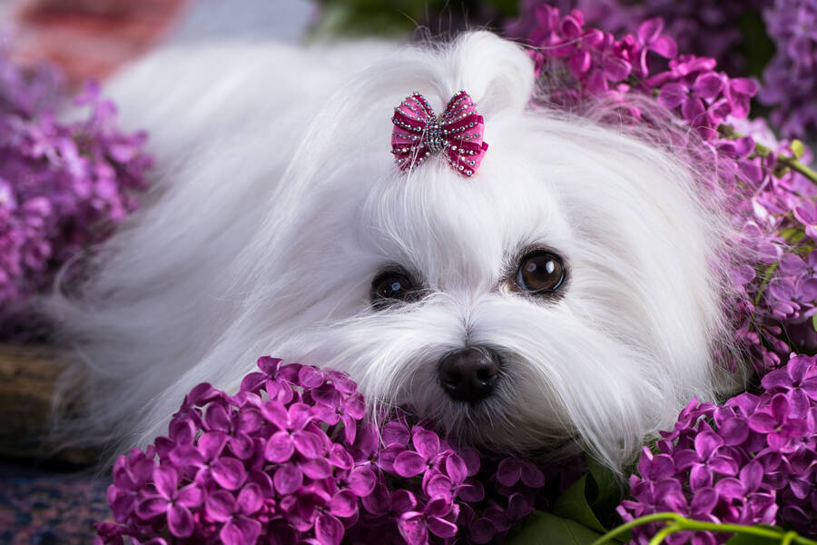 Radio Basilisk live hören - Basel, Schweiz | Online Radio Box