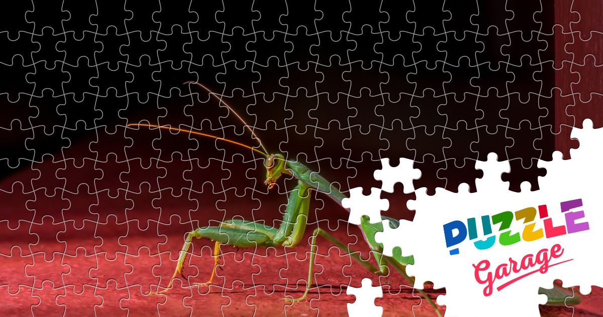 Green praying mantis Jigsaw Puzzle (Animals, Insects) | Puzzle Garage
