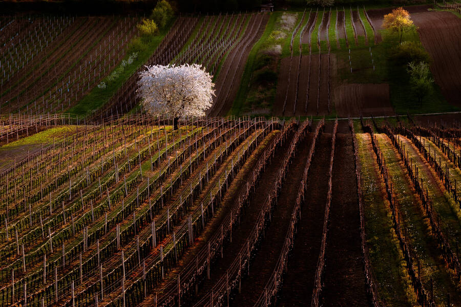 WDCX 99.5 Listen Live - Buffalo, United States | Online Radio Box