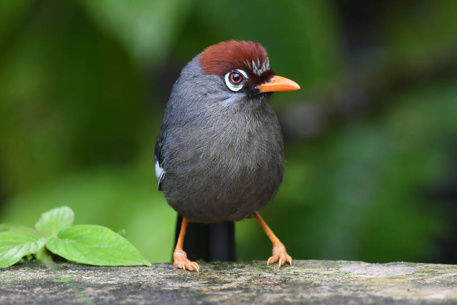 Radio Tonga Listen Live - 1017 kHz AM, Nuku'alofa, Tonga | Online Radio Box