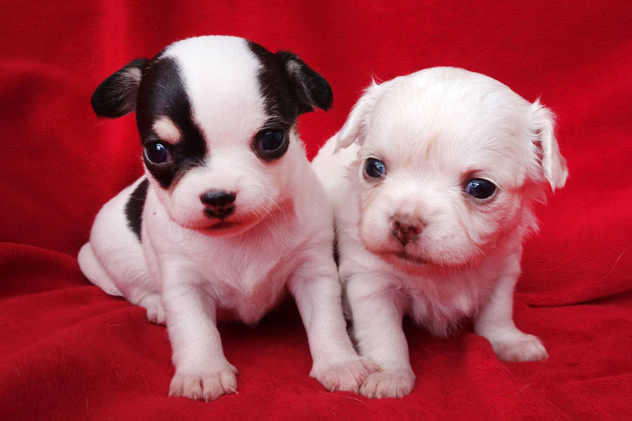 KLTY 99.4 FM Listen Live - Arlington, United States | Online Radio Box