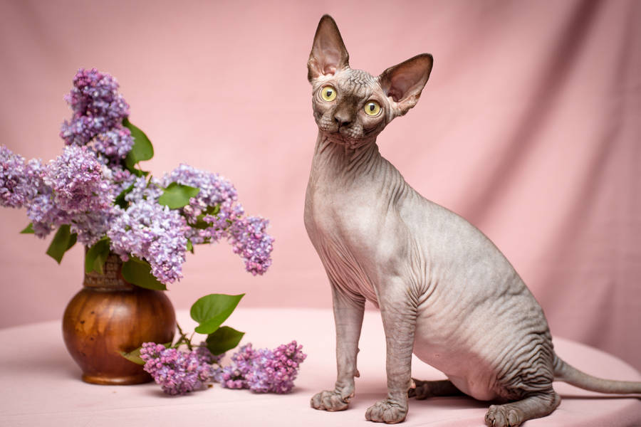 K105 Listen Live - WKOA, 105.3 MHz FM, Lafayette, United States ...