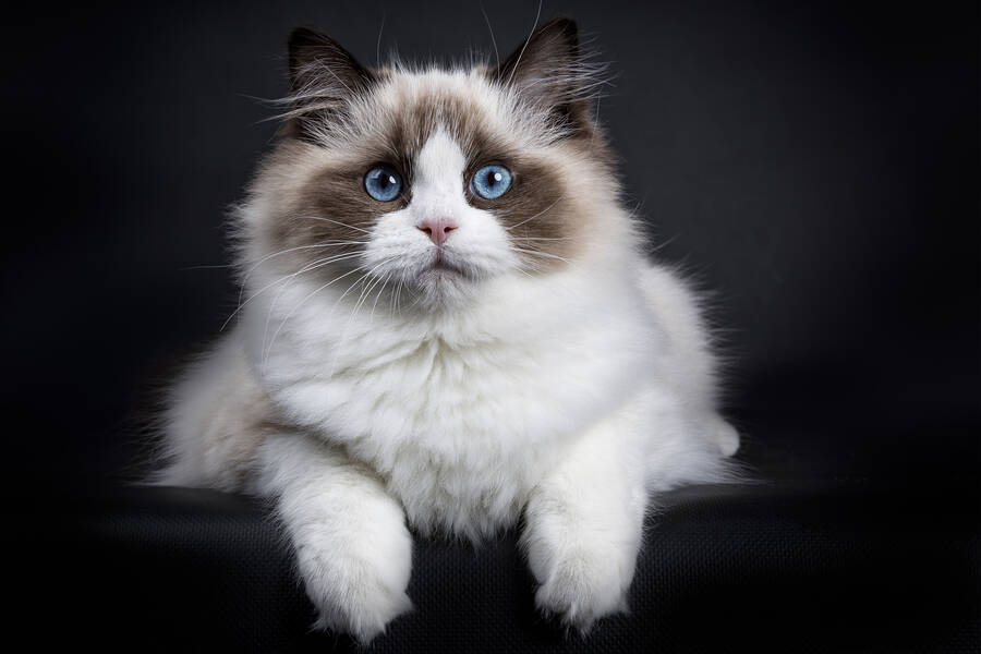 Tay FM live - Dundee, United Kingdom | Online Radio Box