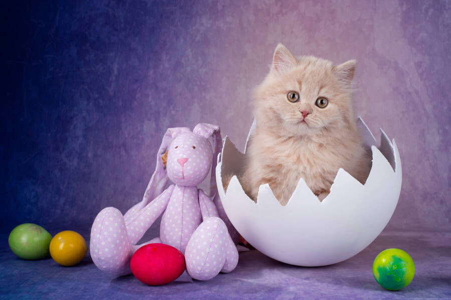 KZEW 98 FM: The Zoo Listen Live - 97.9 MHz FM, Dallas, United States ...