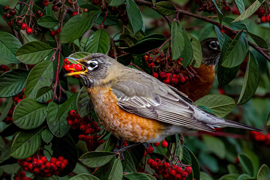 KMBZ-FM Listen Live - 98.1 MHz FM, Kansas City, United States | Online ...