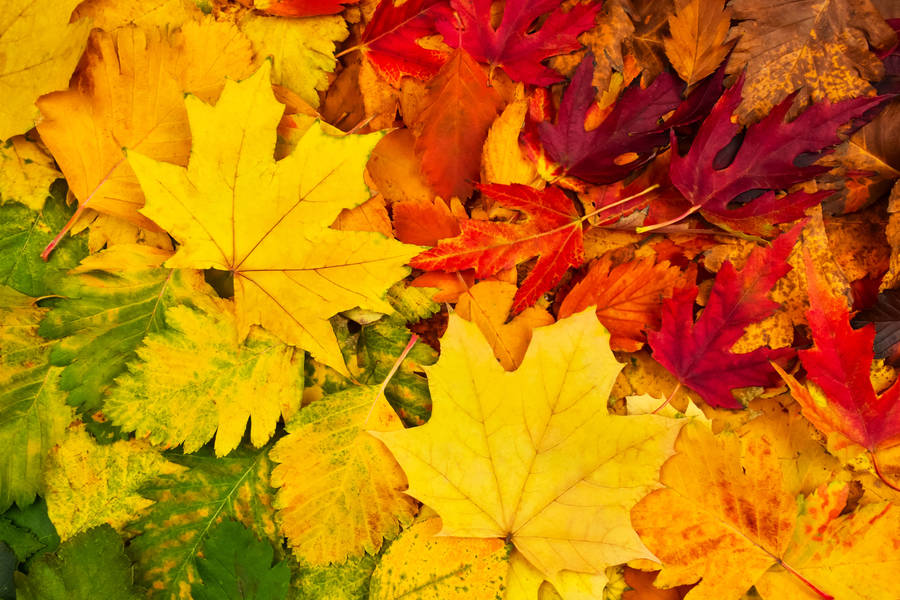 WVAS Listen Live - 90.7 MHz FM, United States | Online Radio Box