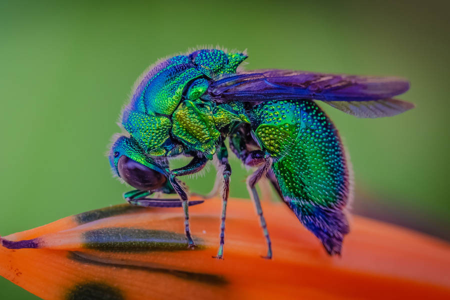 KREM Radio Listen Live - 91.1-101.1 MHz FM, Belize City, Belize ...