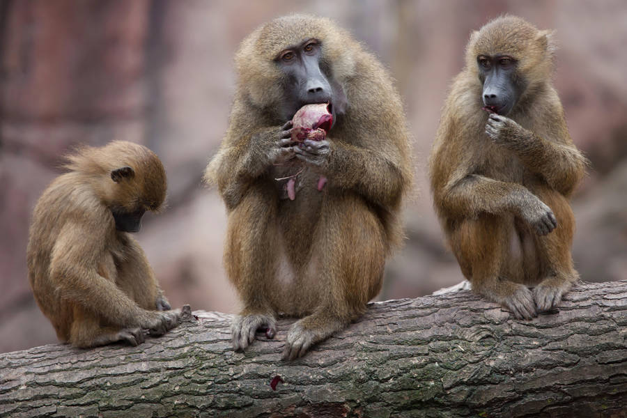 NewsRadio 1080 KRLD Listen Live - Dallas, United States | Online Radio Box