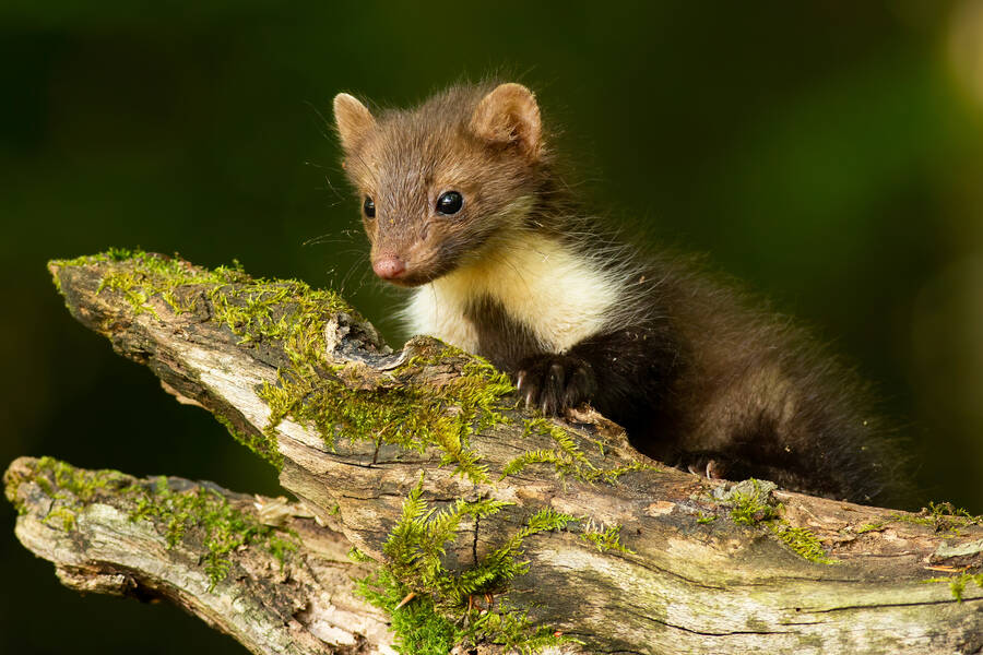 CFCY Listen Live - 95.1 MHz FM, Charlottetown, Canada | Online Radio Box