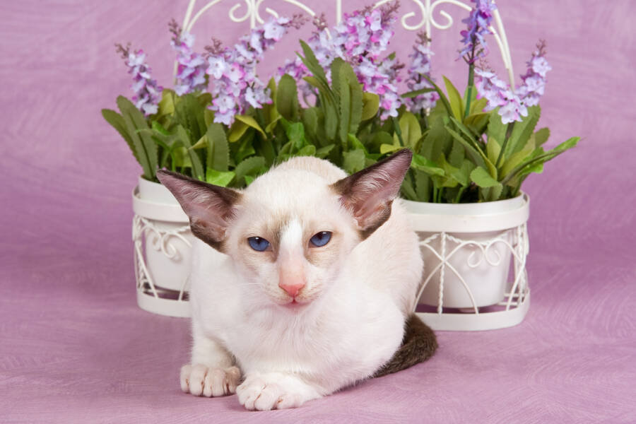 WSHU News & Classical Listen Live - 91.1 MHz FM, Fairfield, United ...