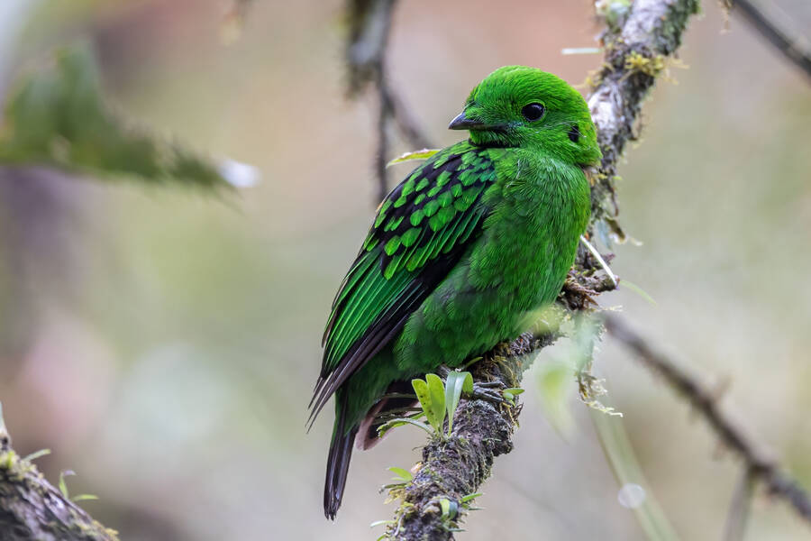 KTLO 1240 AM Listen Live - Mountain Home, United States | Online Radio Box