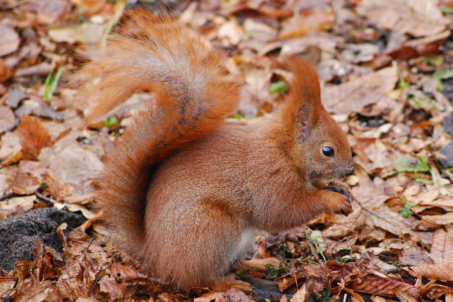 CBS Radio Buganda Listen Live - 88.8 MHz FM, Kampala, Uganda | Online ...