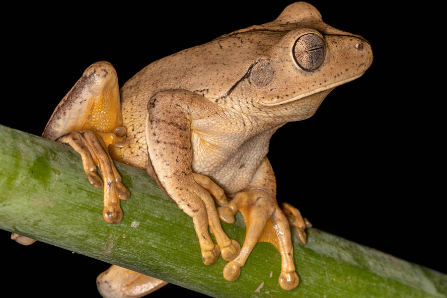 Tree frogs Jigsaw Puzzle (Animals, Amphibians) | Puzzle Garage