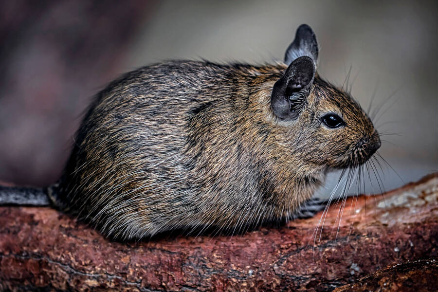 MVYRadio - WMVY 88.7 FM playlist