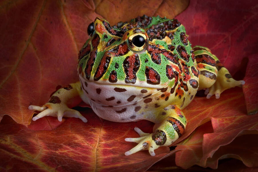 CFRY 920 AM Listen Live - Portage la Prairie, Canada | Online Radio Box