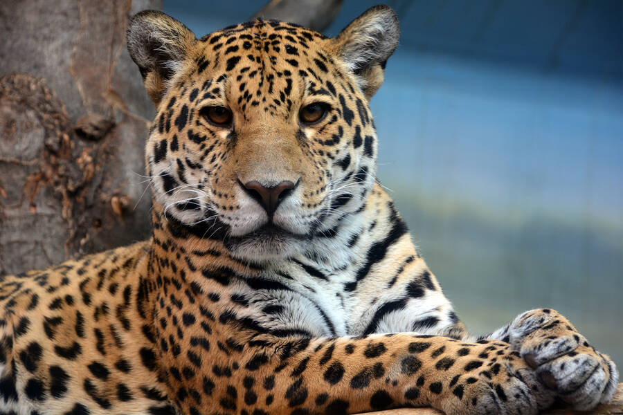 BIG 95 KBGO Listen Live - 95.7 MHz FM, Waco, United States | Online ...