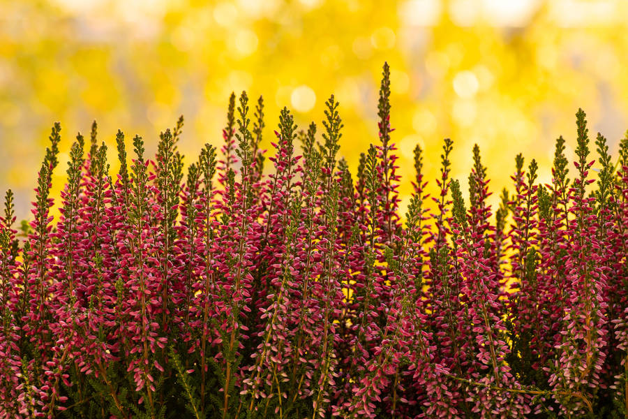 Magic 93.7 Listen Live - Biloxi, United States | Online Radio Box