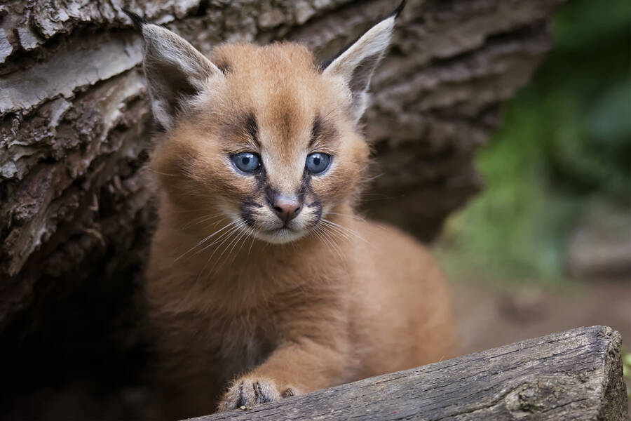 KQAM Listen Live - 1480 kHz AM, Wichita, United States | Online Radio Box