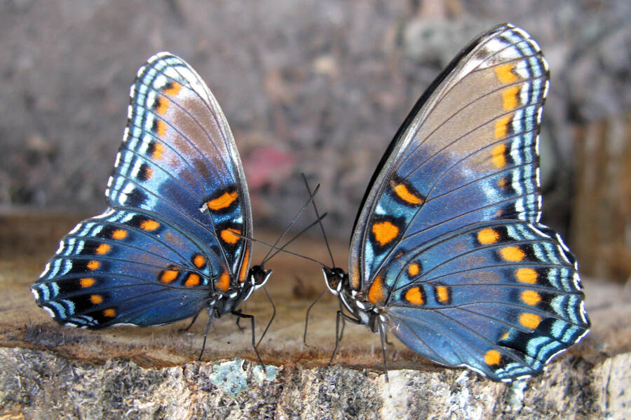 103-9 The Pig KPGG-FM Listen Live - Texarkana, United States | Online ...