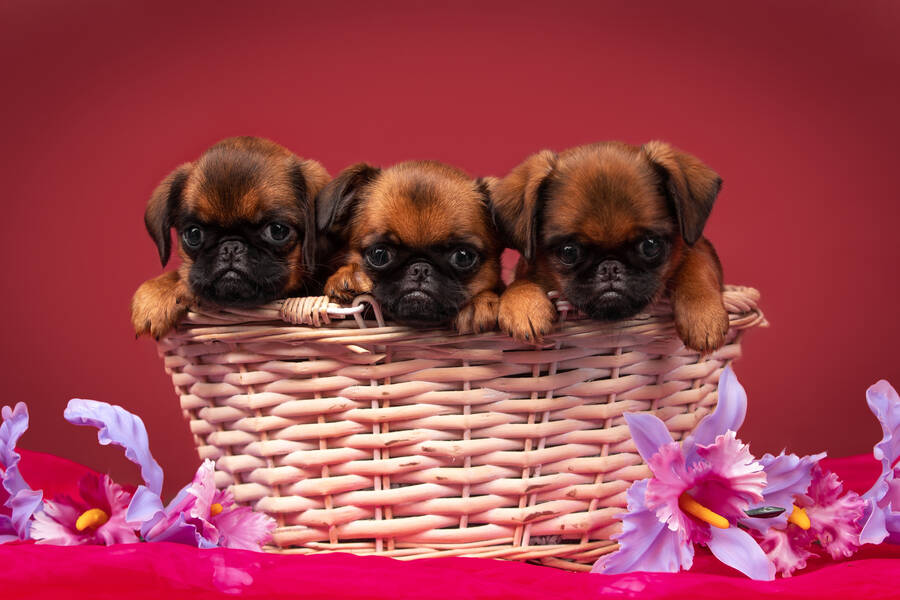 Talk 650 KSTE Listen Live - Sacramento, United States | Online Radio Box